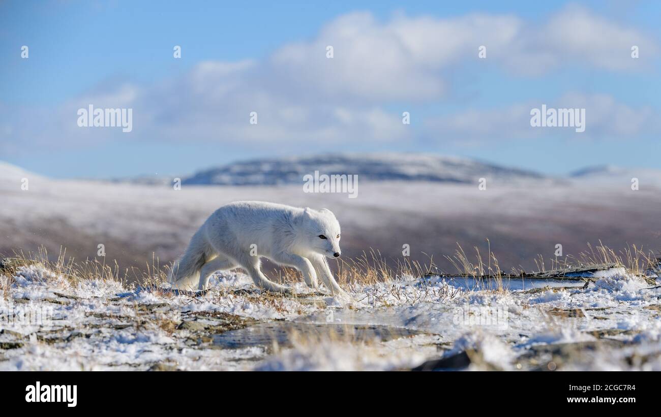 Fox Den High Resolution Stock Photography and Images - Alamy