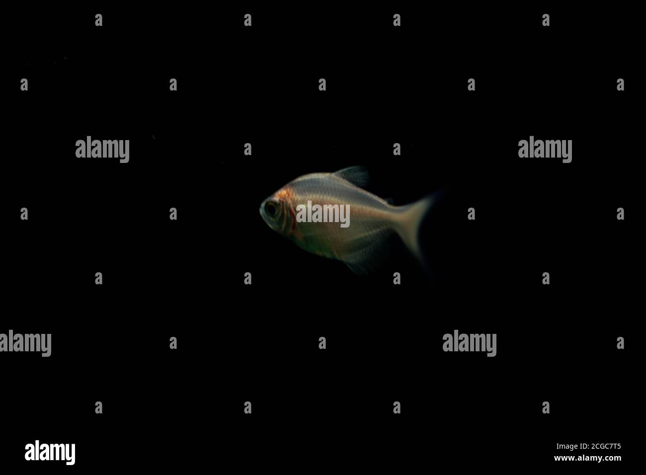 Silver small fish in the aquarium Stock Photo - Alamy