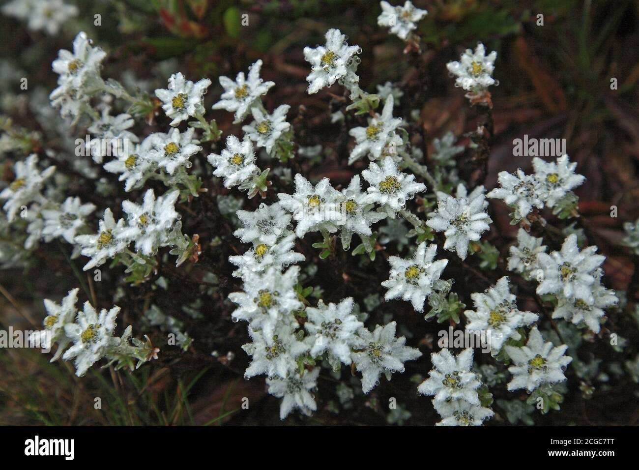 Yushan Snow Grass Taiwan Stock Photo - Alamy