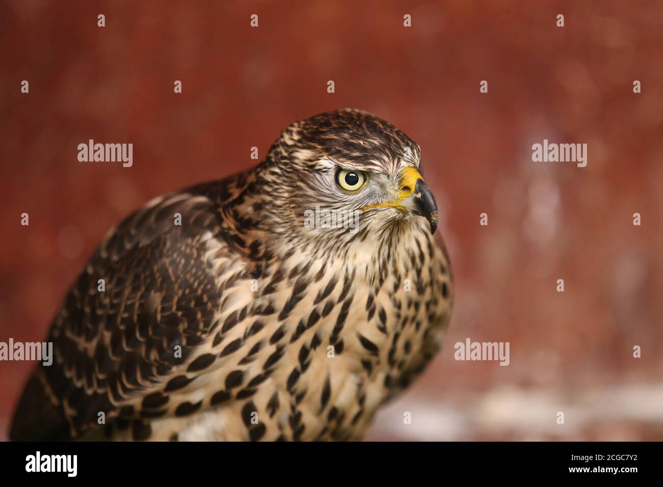 Close-up portrait of a beautiful and healthy falcon Stock Photo - Alamy