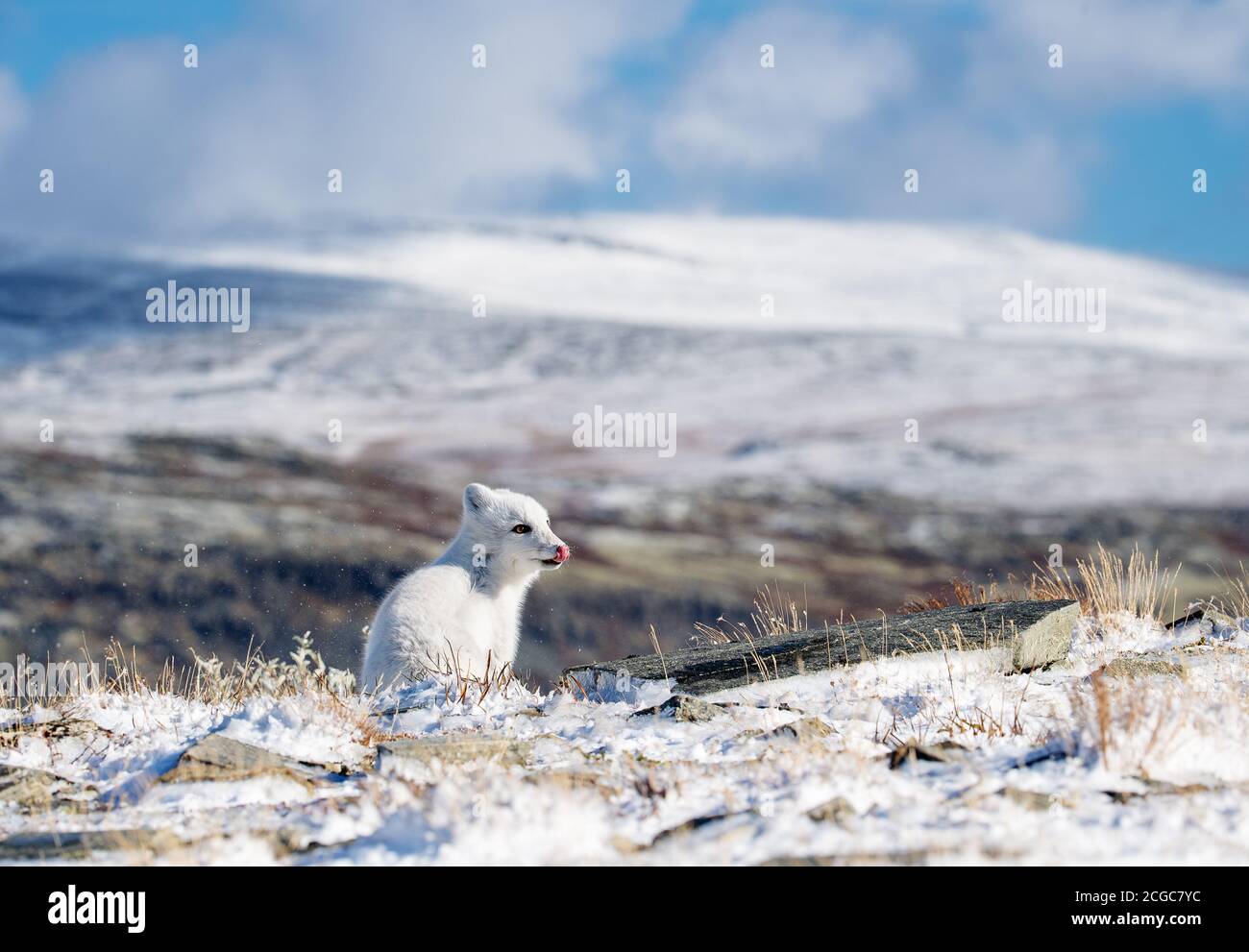 Fox Den High Resolution Stock Photography and Images - Alamy