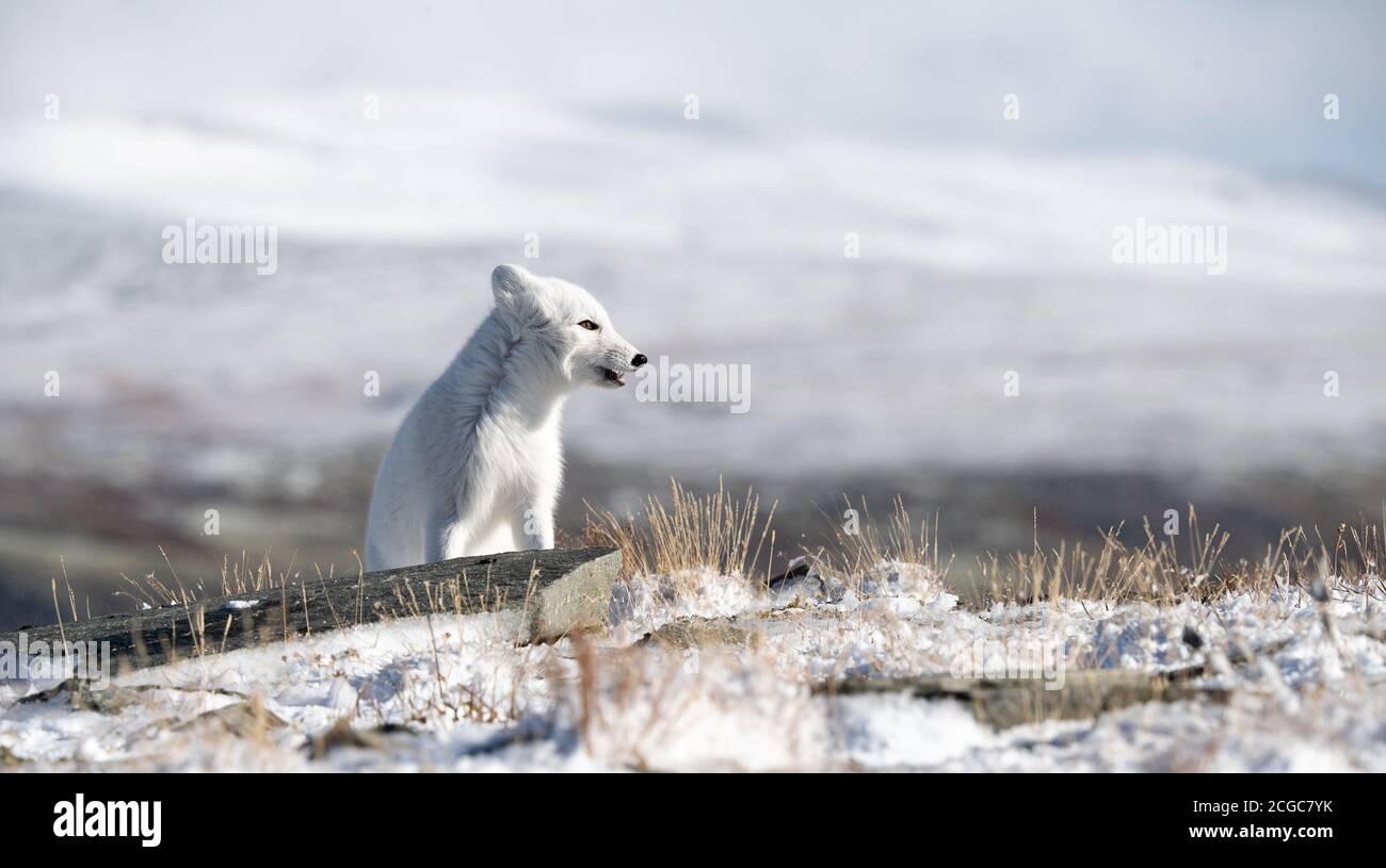 Arctic fox cub (Vulpes lagopus) with white fur playing otside den in ...