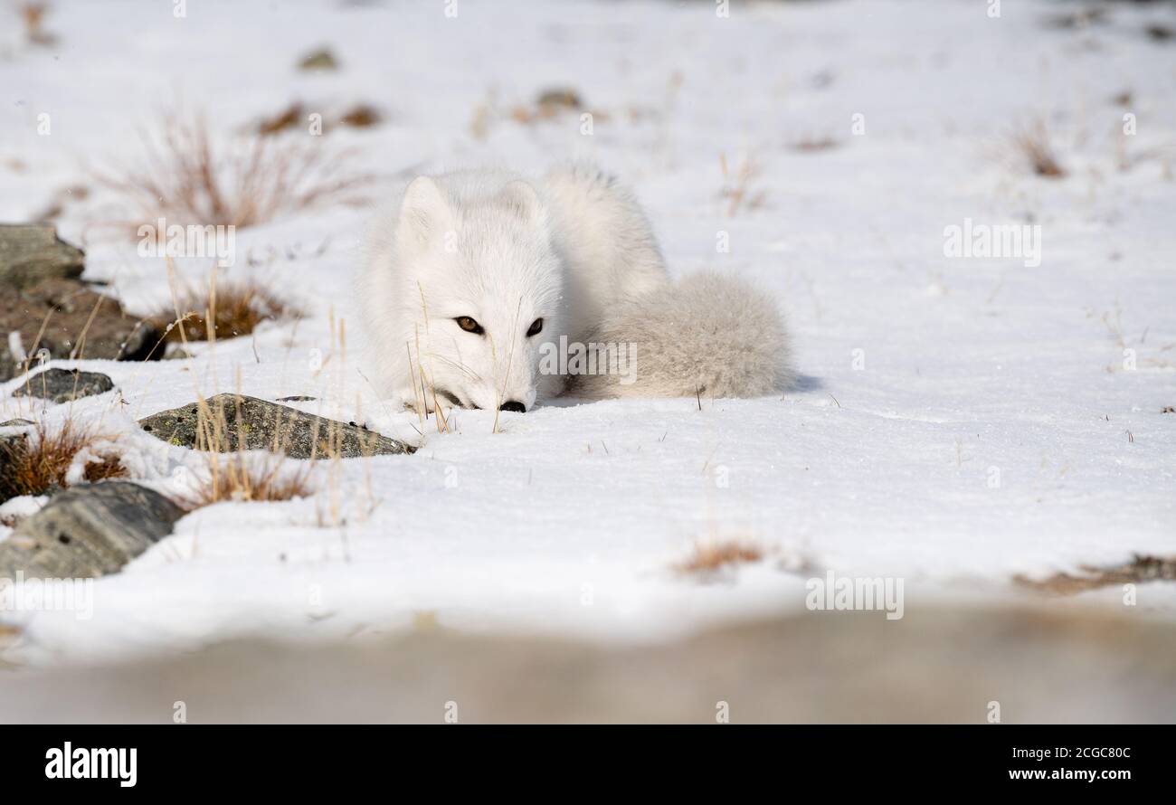 Arctic fox den snow hi-res stock photography and images - Alamy