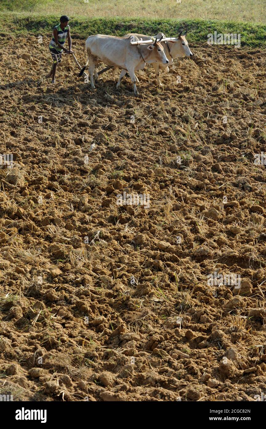 INDIA, Jharkhand, Chaibasa, Adivasi, Ho tribe, farming with ox / INDIEN ...