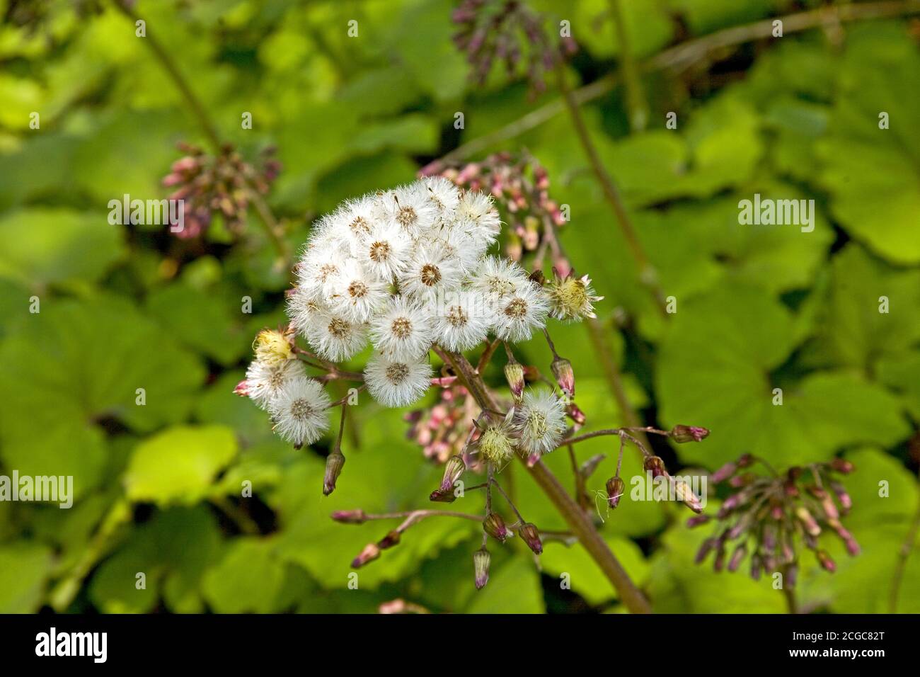 Shan Ju Taiwan Stock Photo - Alamy