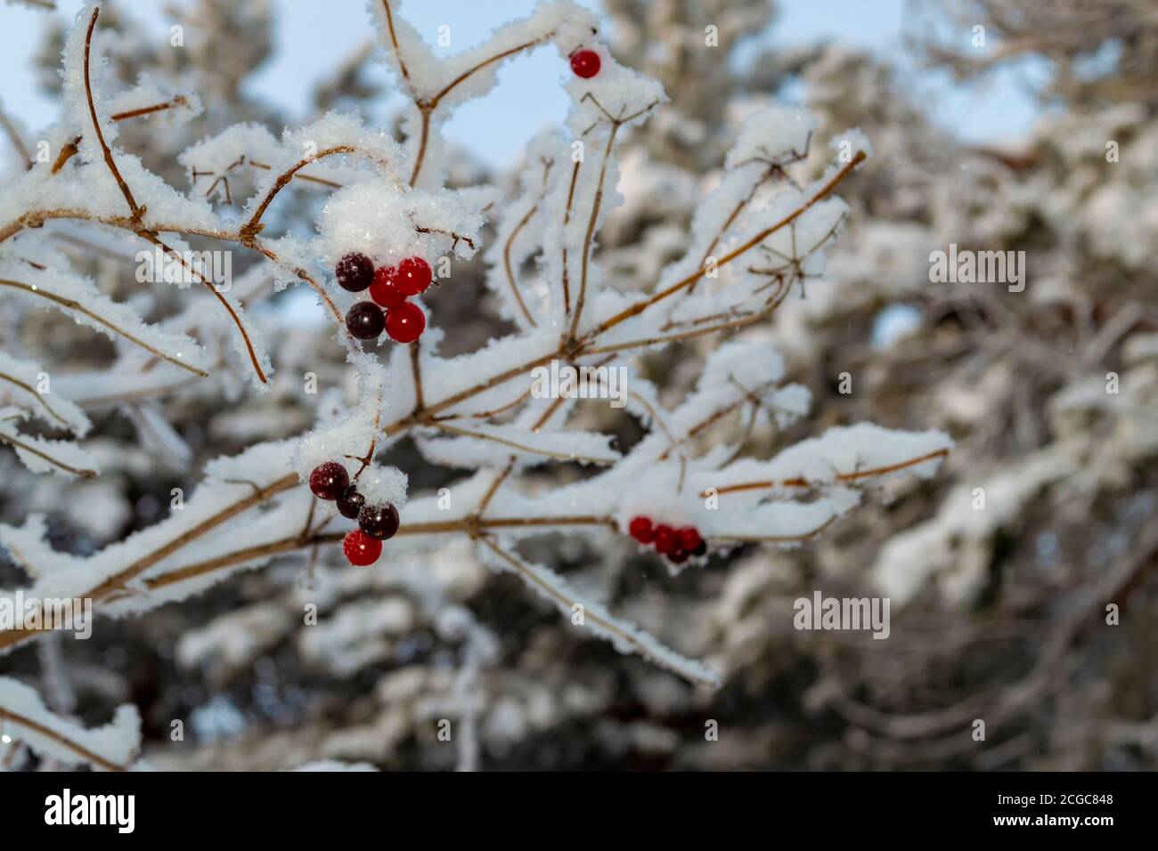 Ash tree botanical drawing hi-res stock photography and images - Alamy