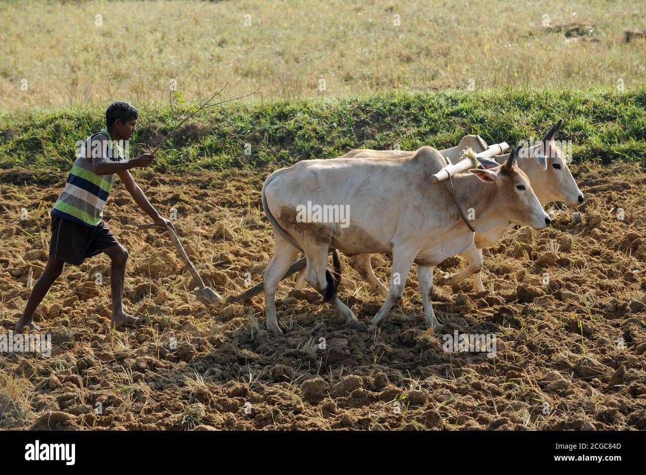 INDIA, Jharkhand, Chaibasa, Adivasi, Ho tribe, farming with ox / INDIEN ...
