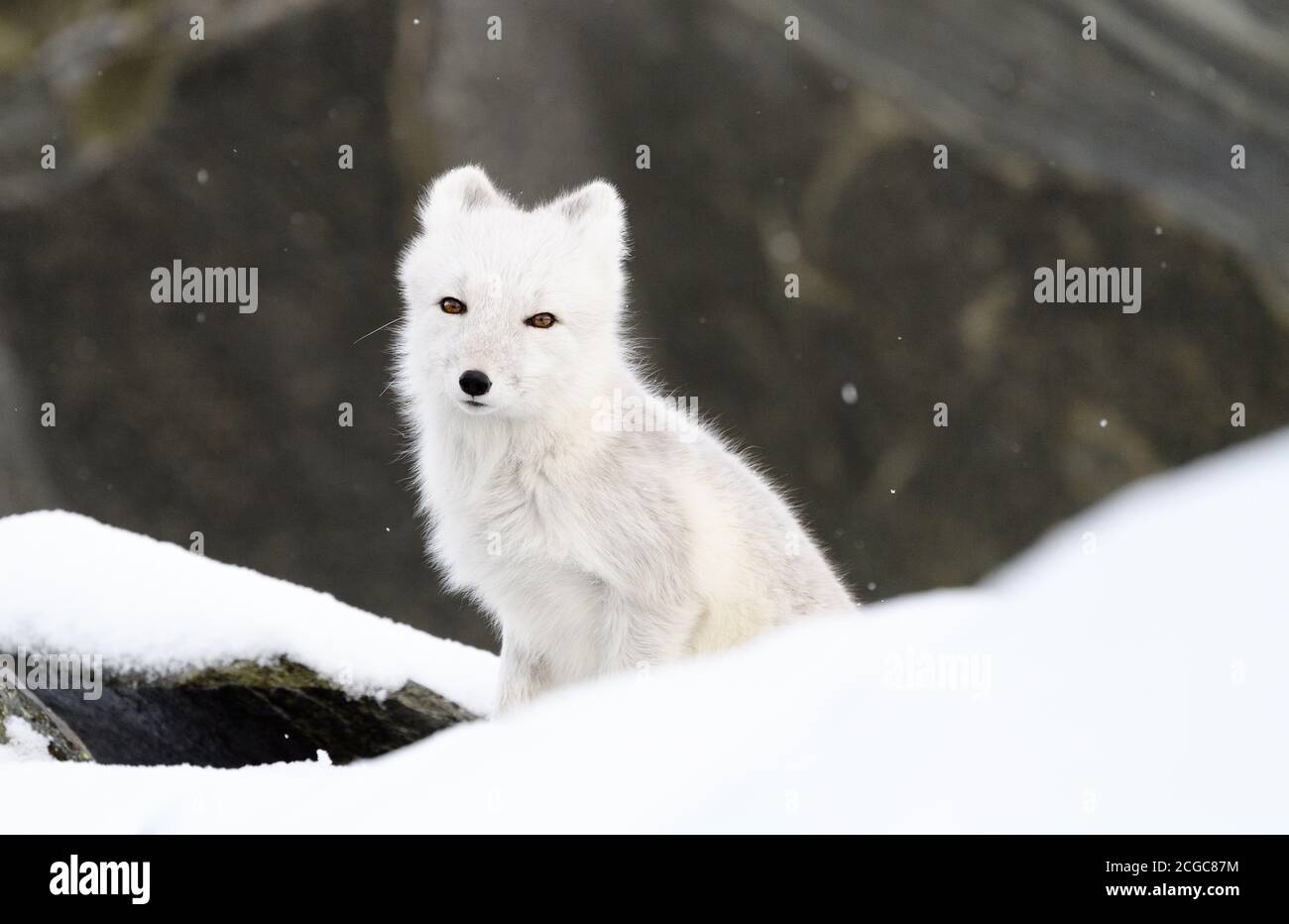Norway Arctic Fox High Resolution Stock Photography and Images - Alamy