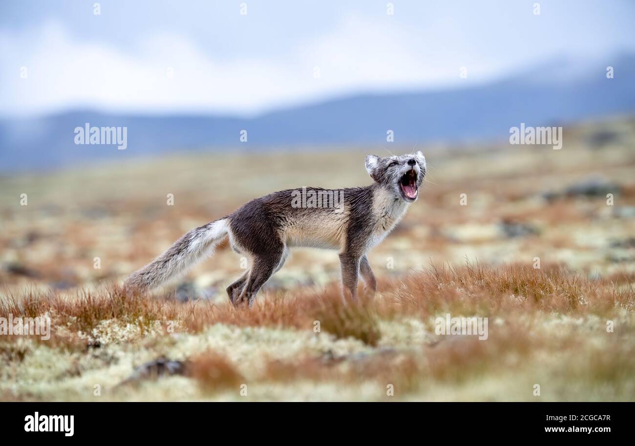 Wild male Arctic fox (Vulpes lagopus) in summer landscape in Dovre ...