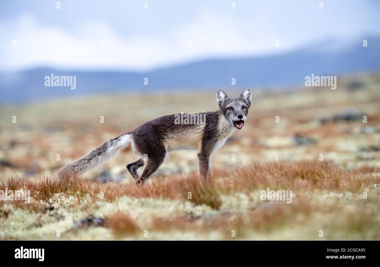 Wild male Arctic fox (Vulpes lagopus) in summer landscape in Dovre ...