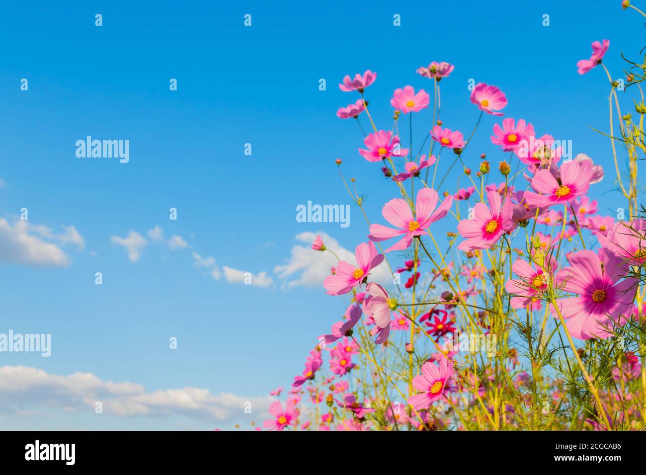 Beautiful cosmos hi-res stock photography and images - Alamy