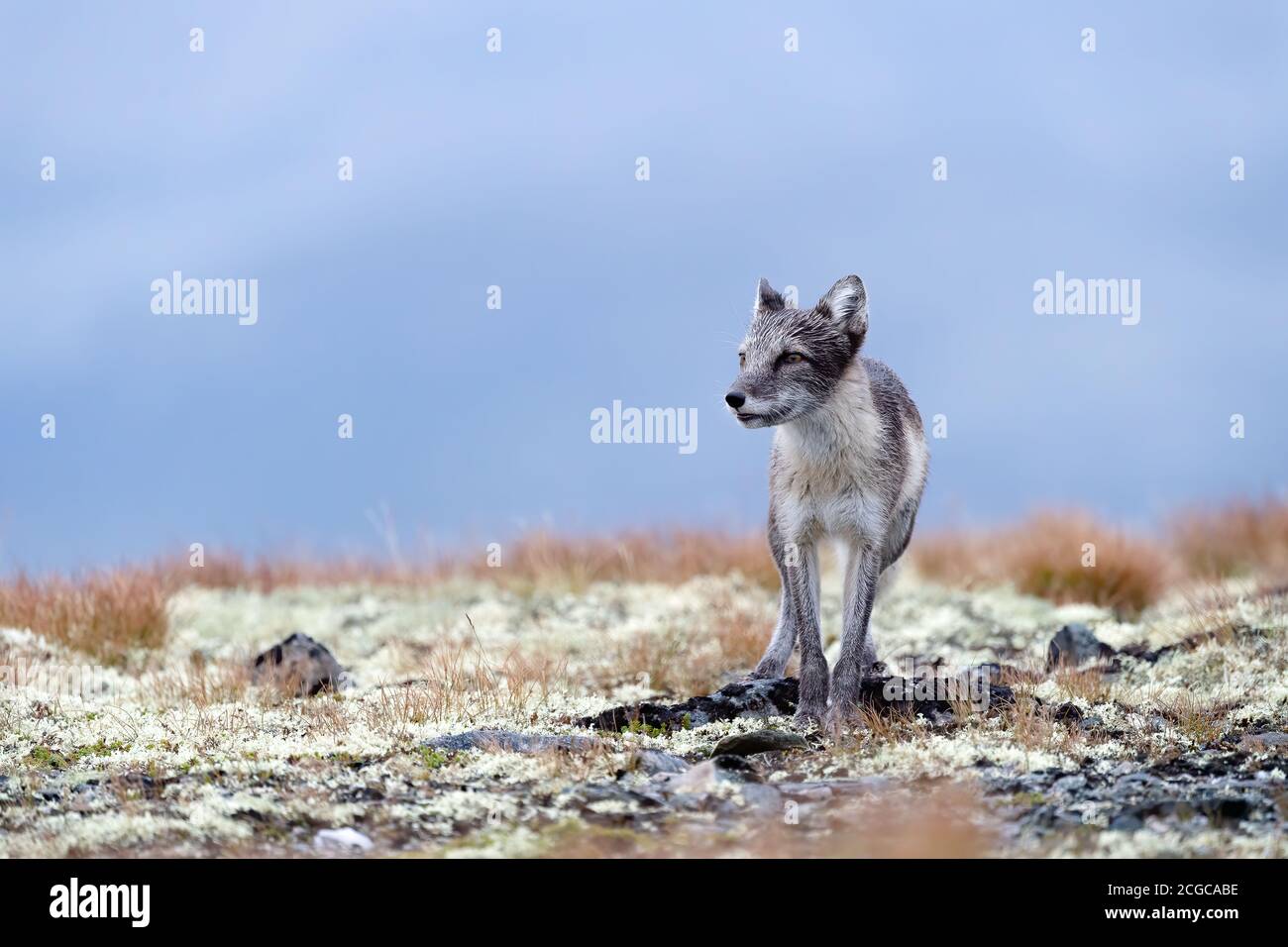 Wild male Arctic fox (Vulpes lagopus) in summer landscape in Dovre ...
