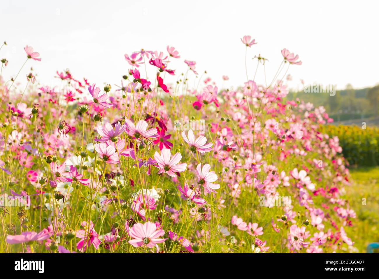Most beautiful cosmos garden hi-res stock photography and images - Alamy