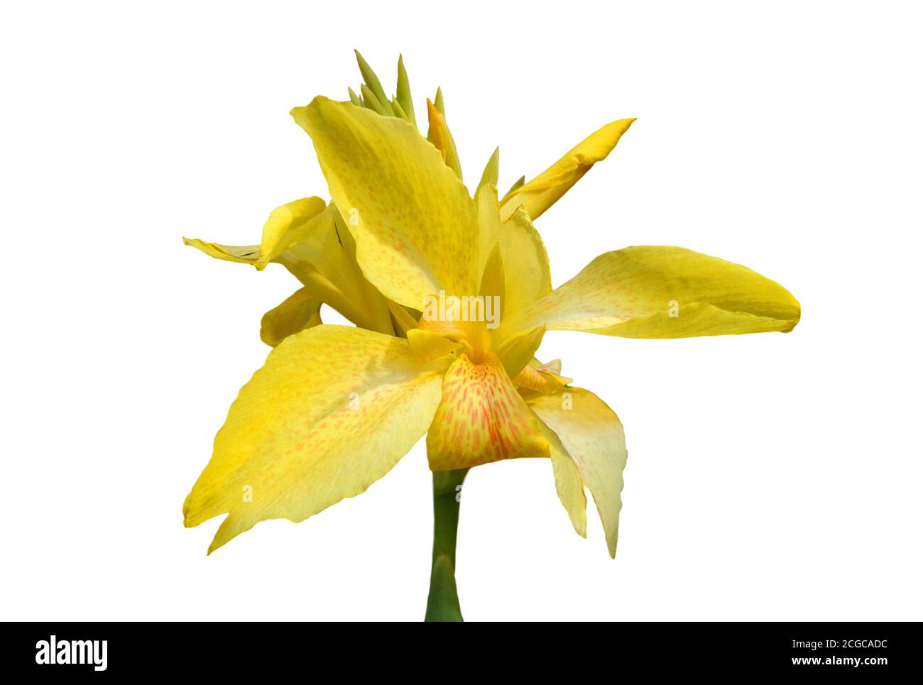 Kana flower hi-res stock photography and images - Alamy