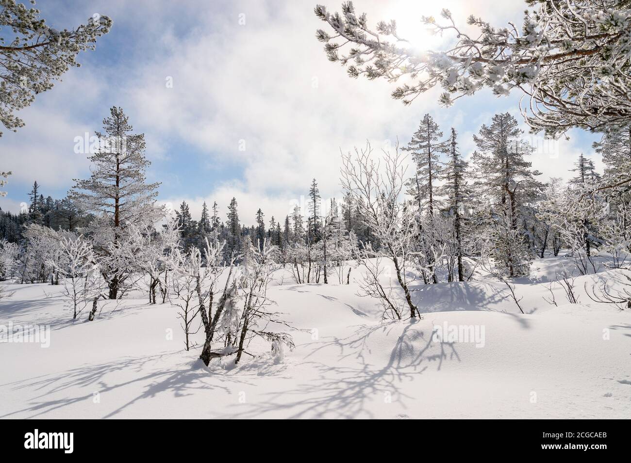 Snow covered trees in nordic winter wonderland, Norway Stock Photo - Alamy