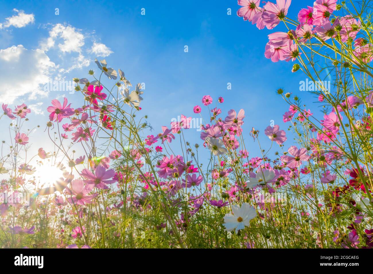 Beautiful cosmos hi-res stock photography and images - Alamy