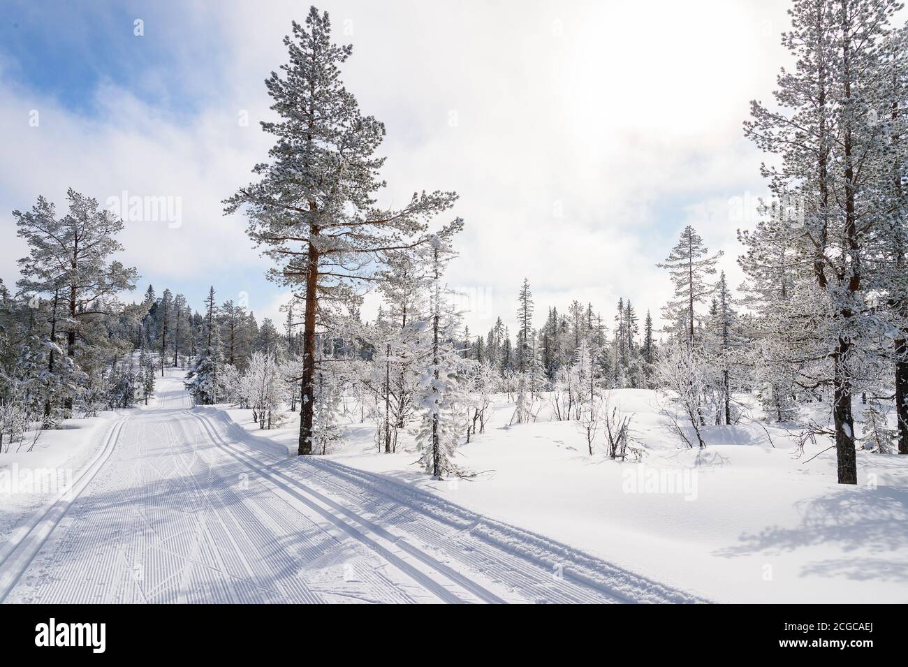 Snow covered trees in nordic winter wonderland, Norway Stock Photo - Alamy