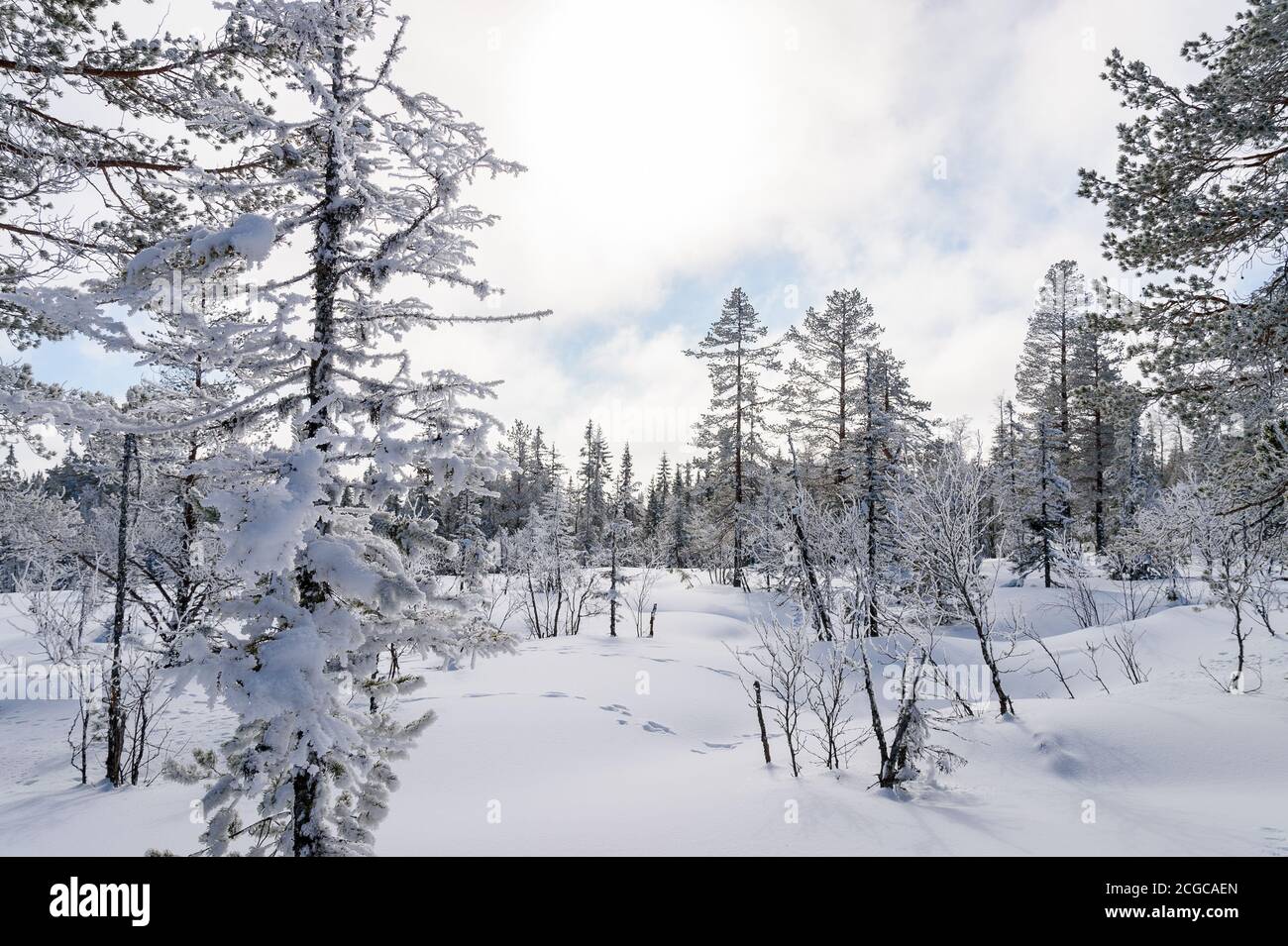 Snow covered trees in nordic winter wonderland, Norway Stock Photo - Alamy
