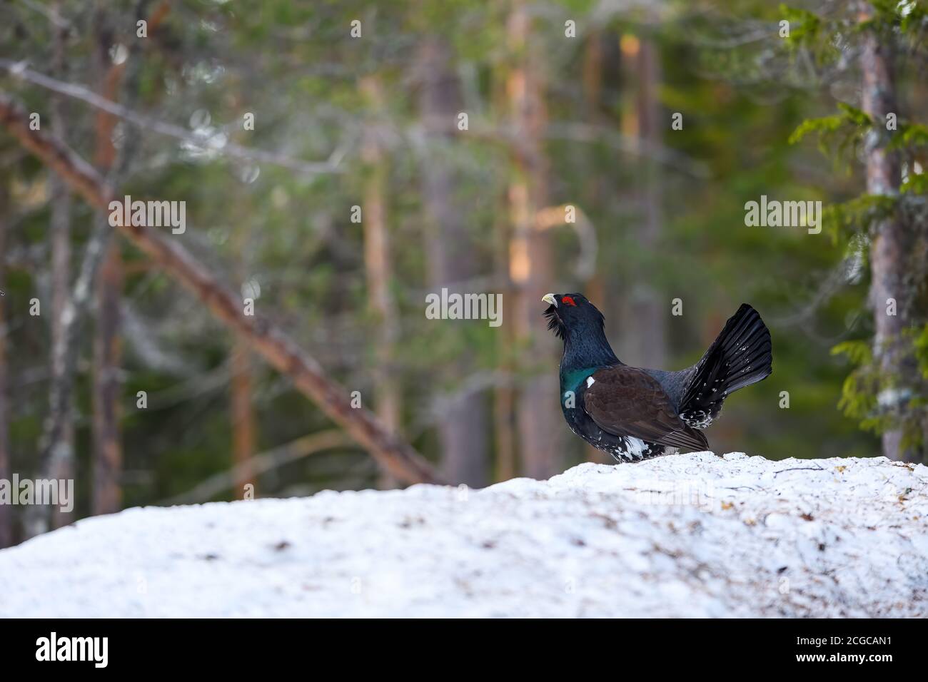 Male western Capercaillie (Tetrao Urogallus) Wood Grouse at lek during ...