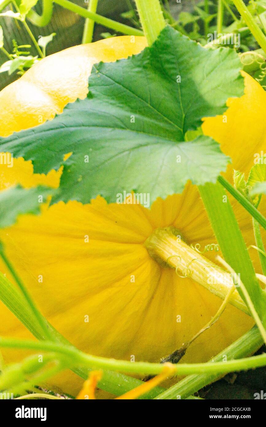 yellow pumpkins in a farm greenhaouse in autumn Stock Photo - Alamy
