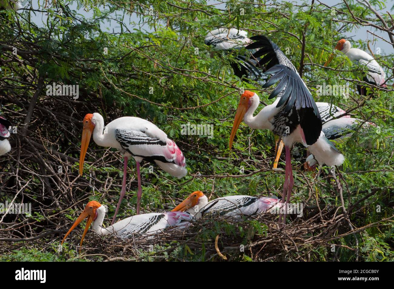 Painted stork (Mycteria leucocephala Stock Photo - Alamy