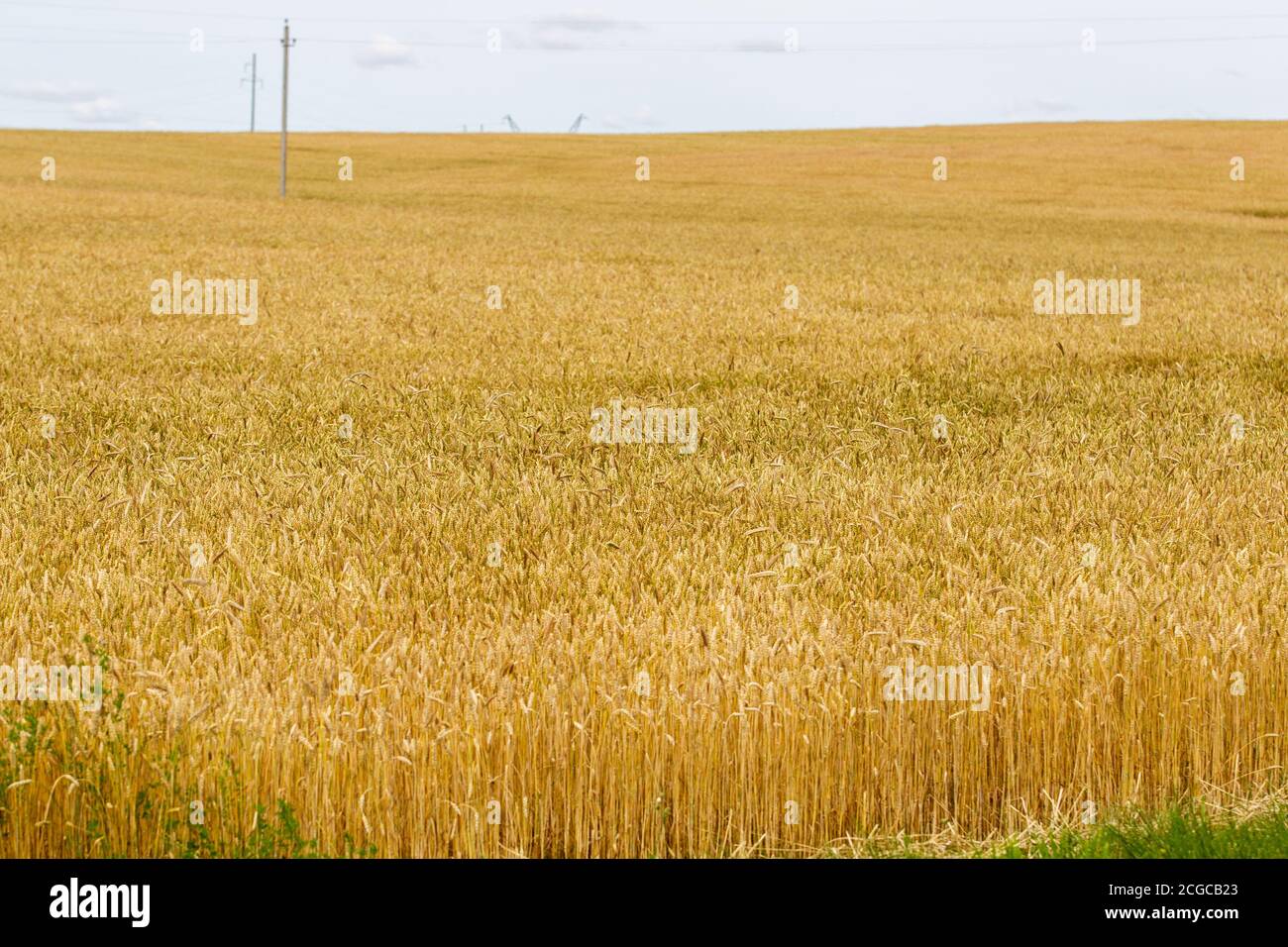 The Panorama background field and rye and hill Stock Photo - Alamy