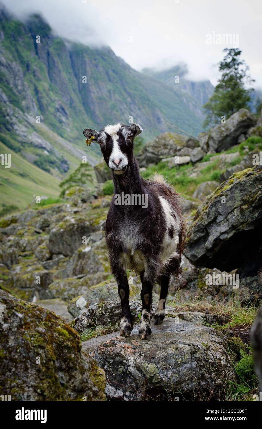 Goats in mountain landscape, Norway Stock Photo - Alamy