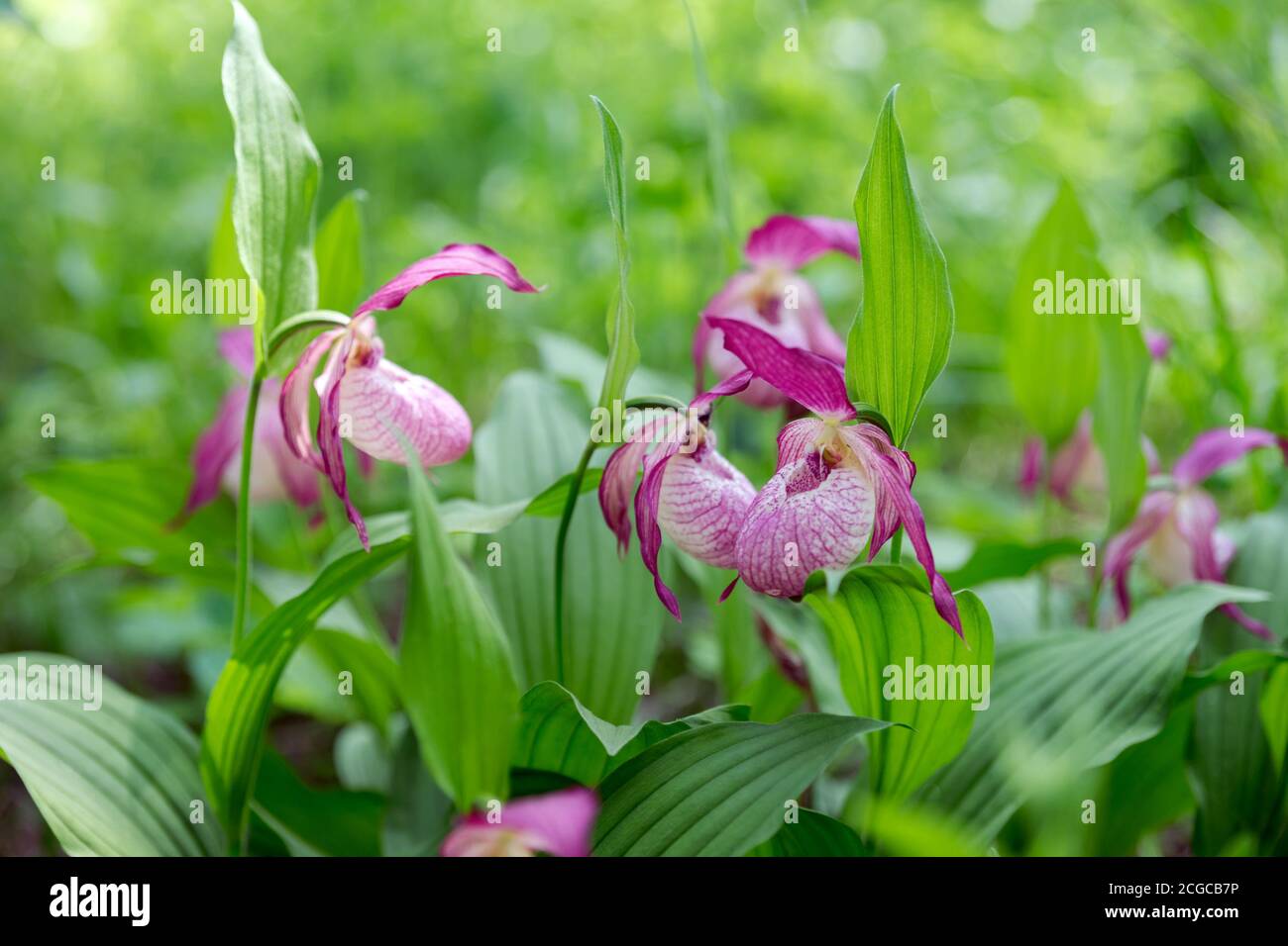 Group rare species of wild orchids grandiflora Lady's Slipper ...