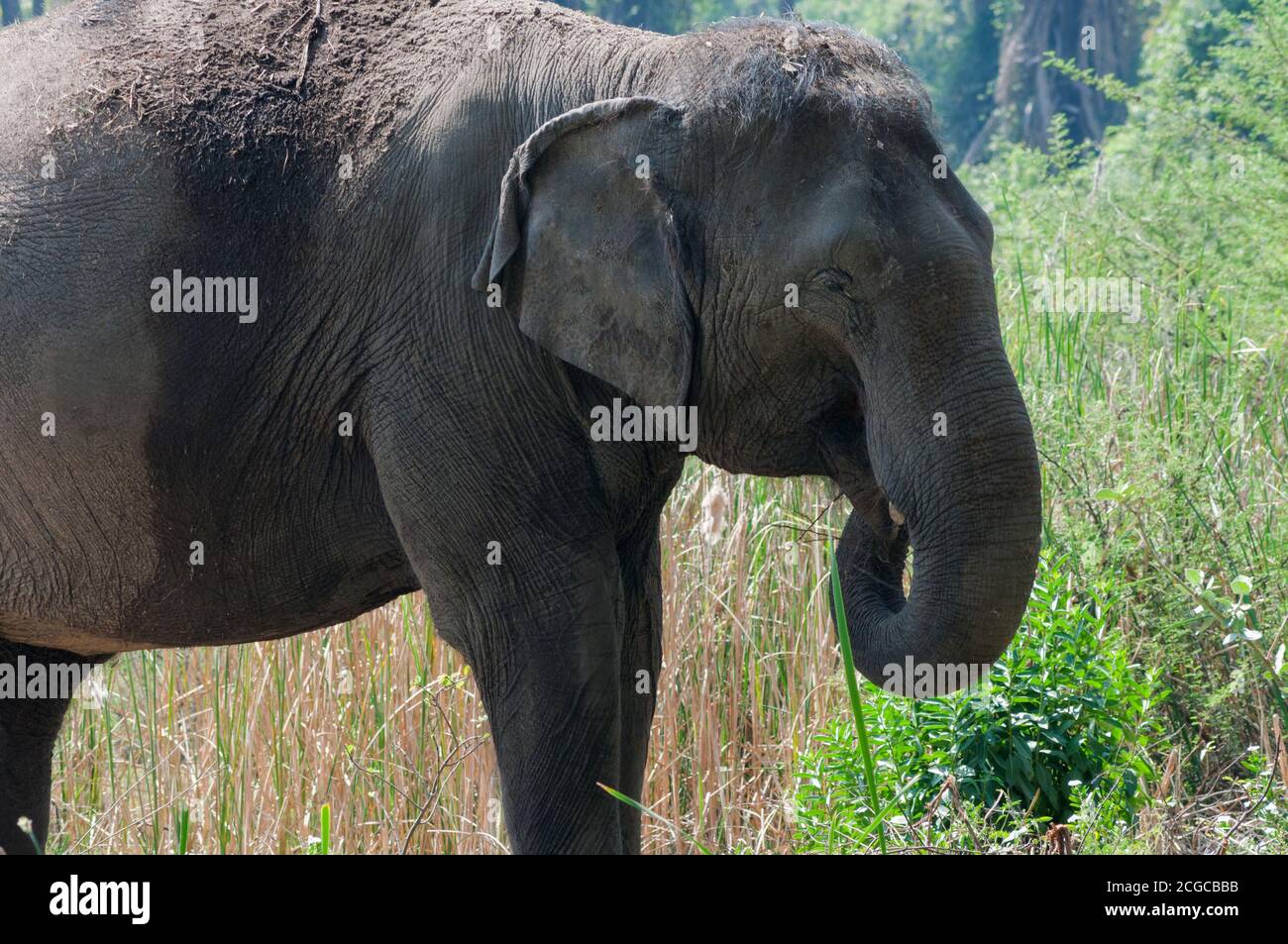 Indian jungle animal hi-res stock photography and images - Alamy