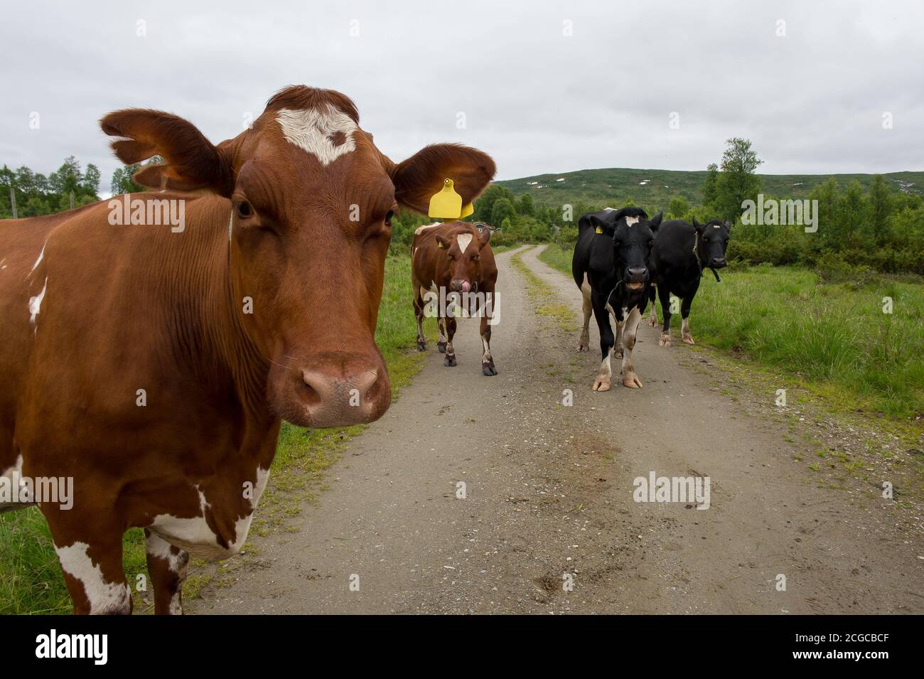 Norwegian Dairy Cow High Resolution Stock Photography and Images - Alamy