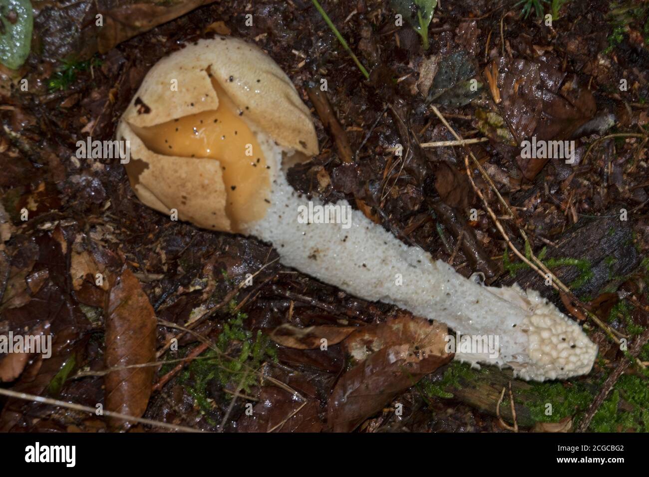 Witch’s egg with fallen small white Common stinkhorn on forest soil ...