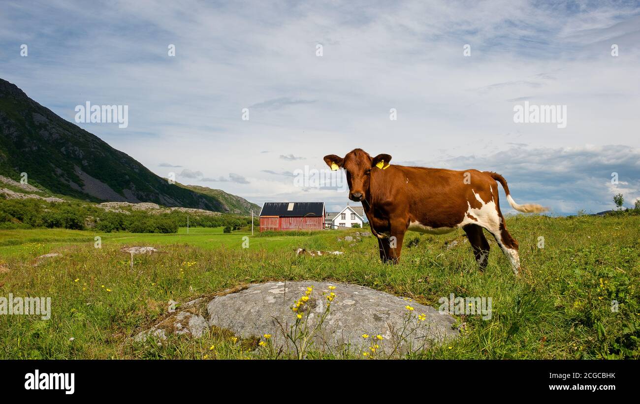 Norwegian Red Cattle