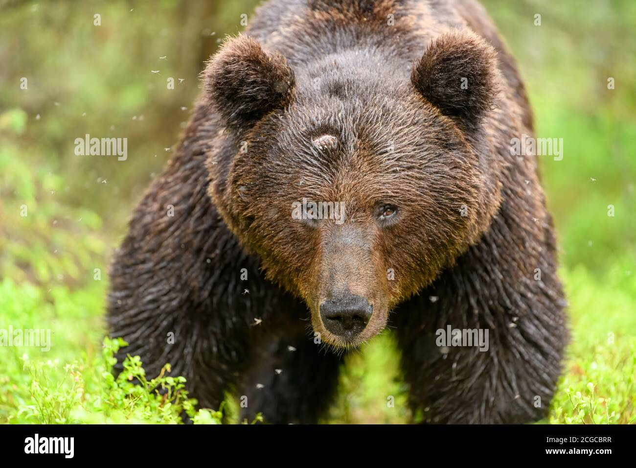Brown bear ursus wounded bear hi-res stock photography and images - Alamy
