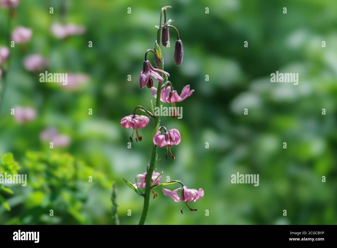 Wild curly lily (Lílium martagon) on a green background closeup Stock ...