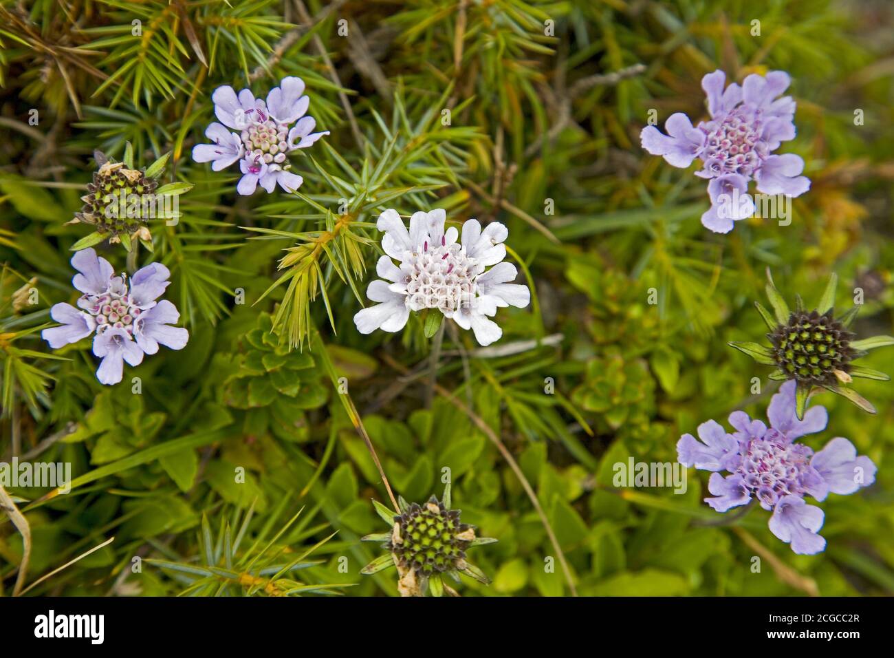 Mountain radish Taiwan Stock Photo - Alamy