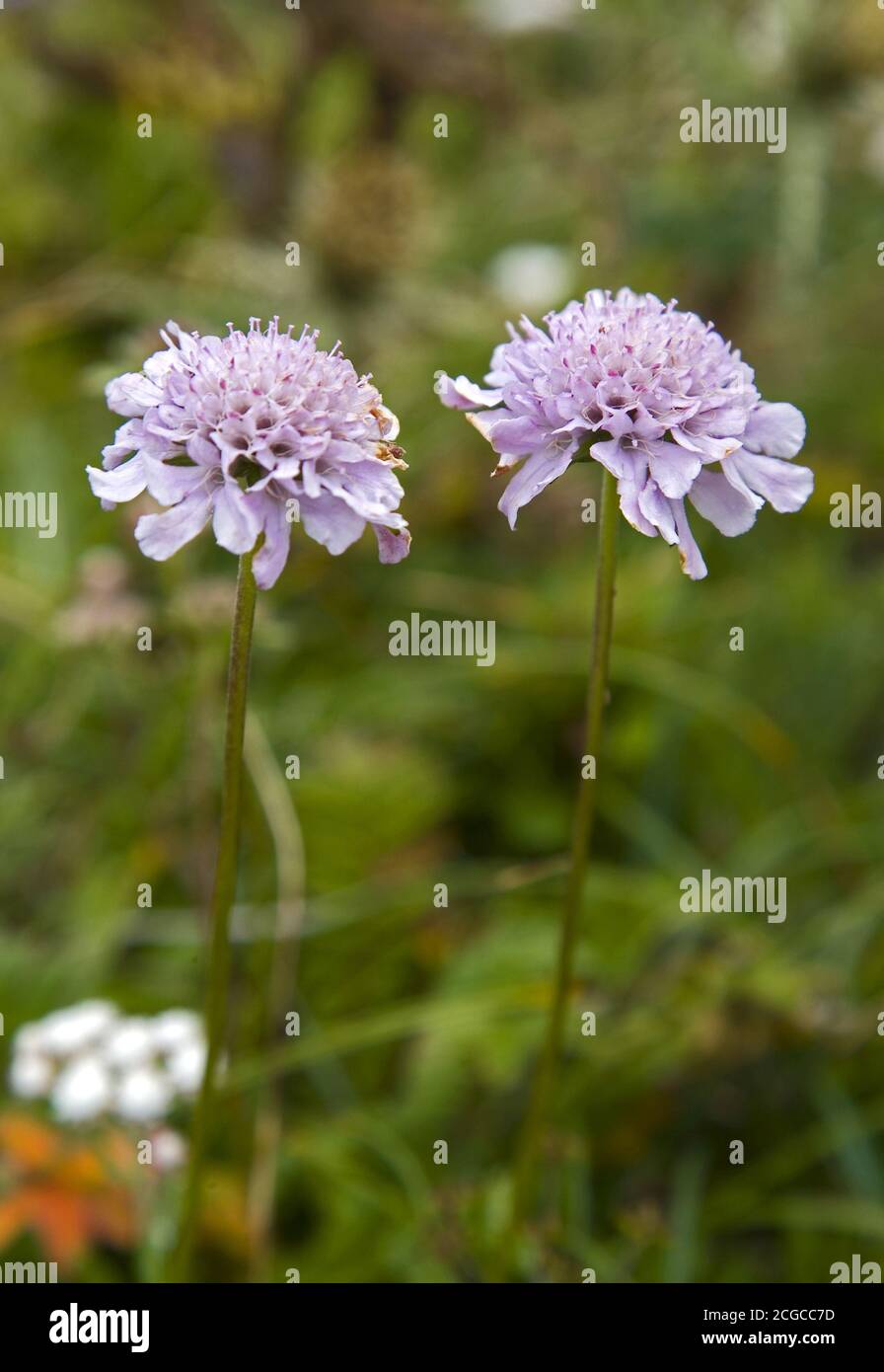 Mountain radish Taiwan Stock Photo - Alamy