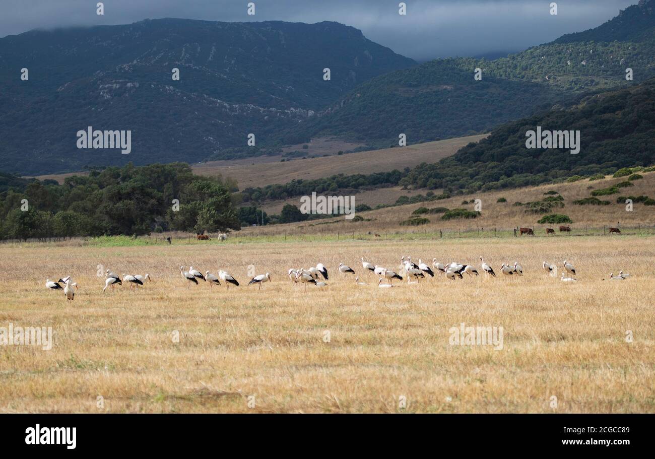 Flock of white storks in field in southern Spain Stock Photo - Alamy