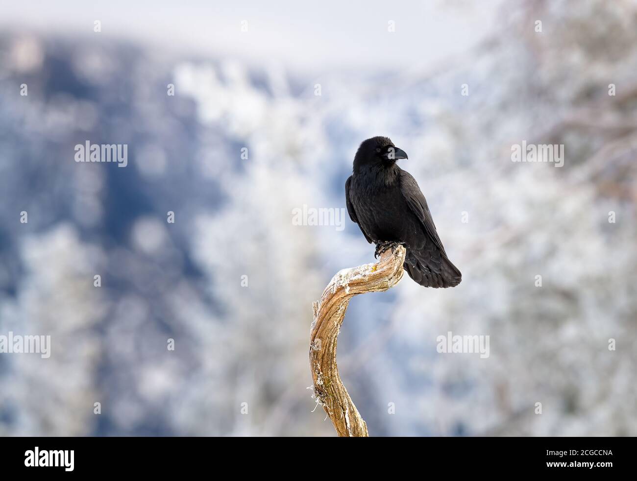 Nordic raven (common raven) in winter Stock Photo - Alamy