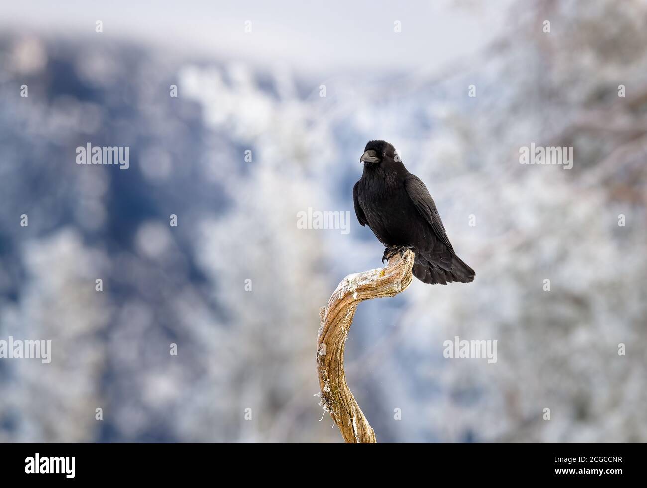 Nordic raven (common raven) in winter Stock Photo - Alamy