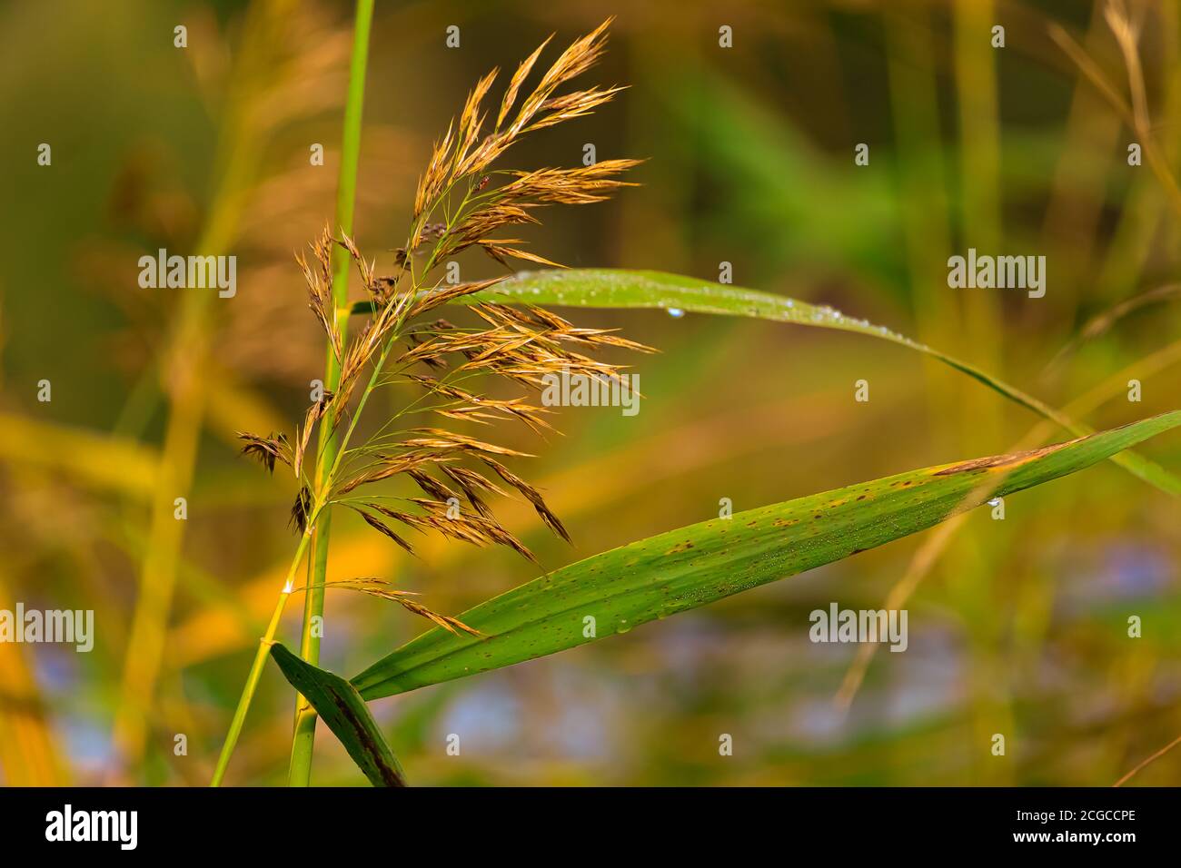 Dry cane on the background of nature. Dry reed branch Stock Photo - Alamy