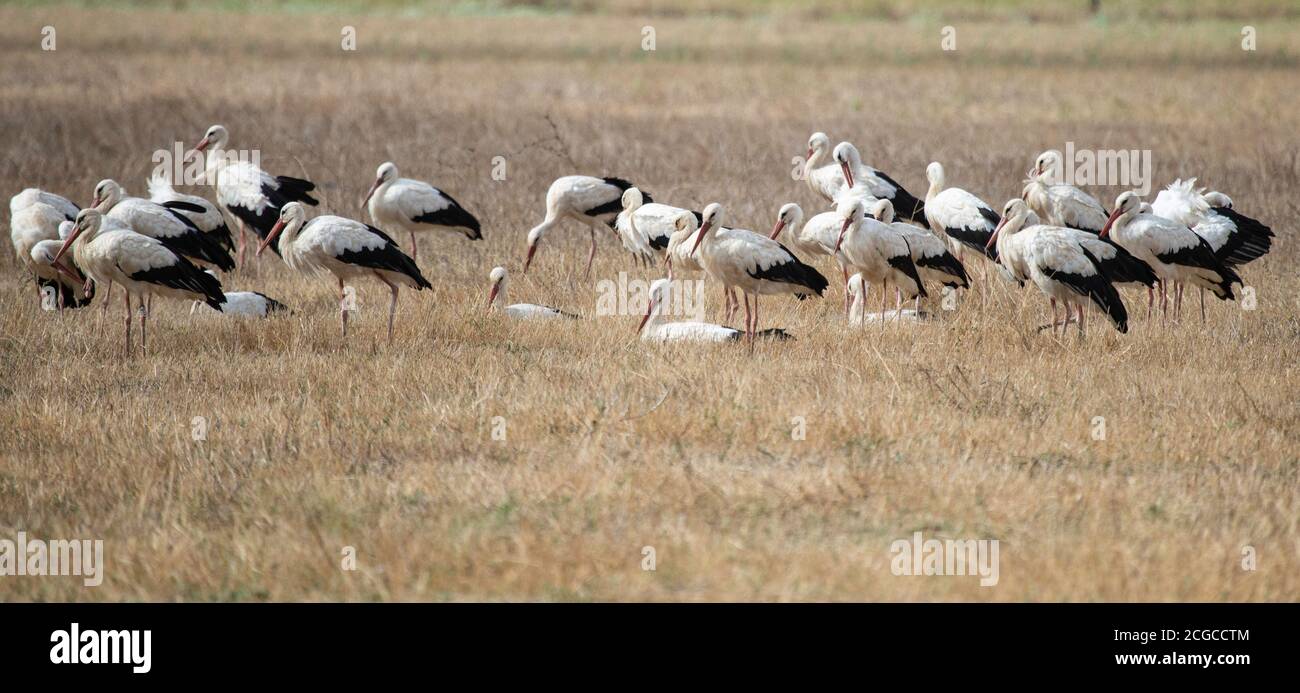 Flock of white storks in field in southern Spain Stock Photo - Alamy