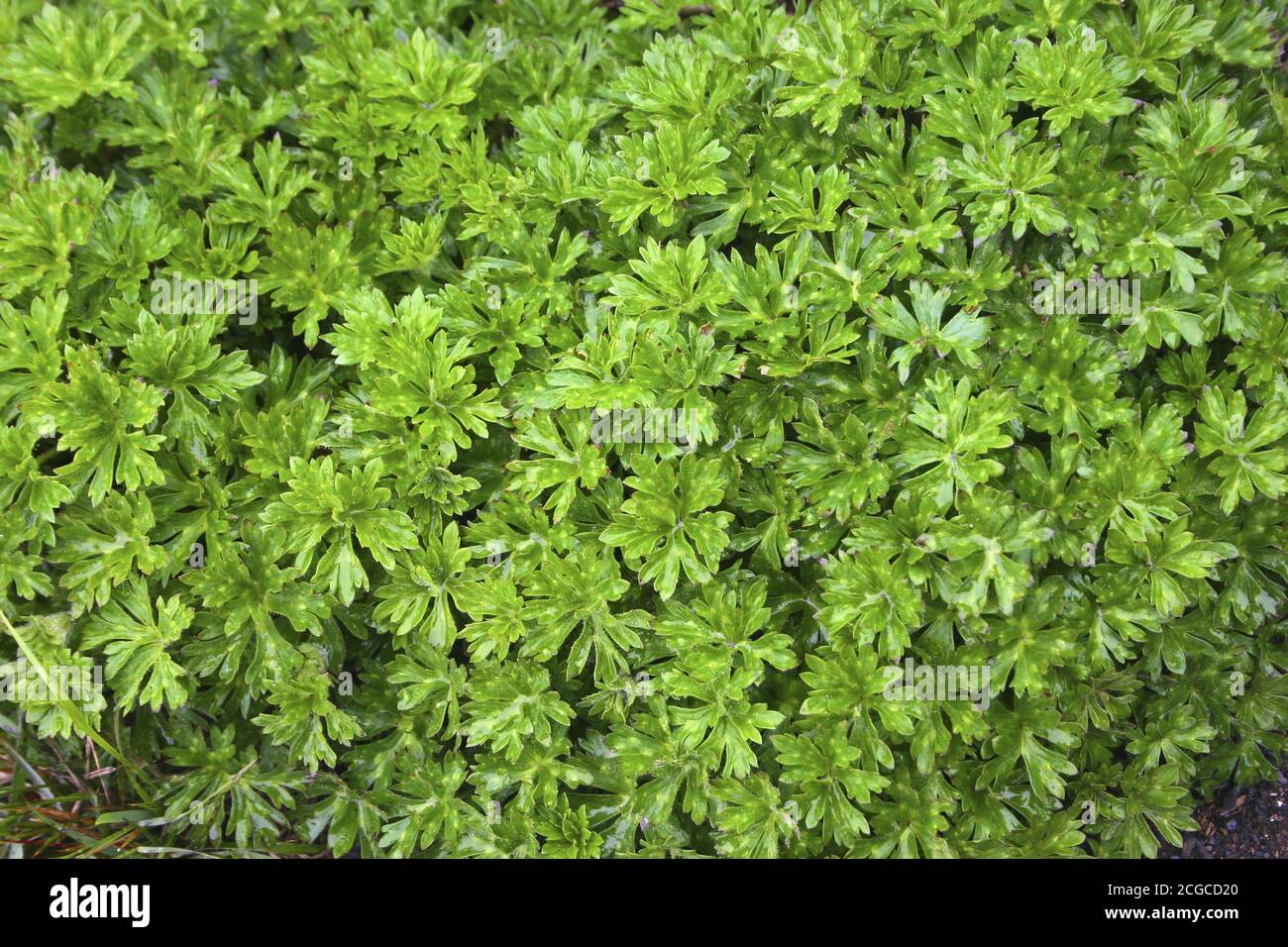 Hayada's Geranium Green Leaf Taiwan Stock Photo - Alamy