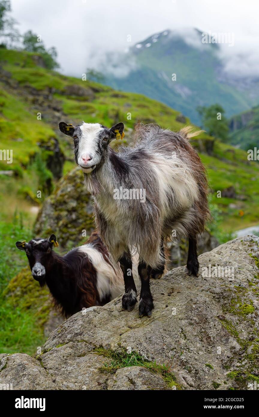 Goats in mountain landscape, Norway Stock Photo - Alamy