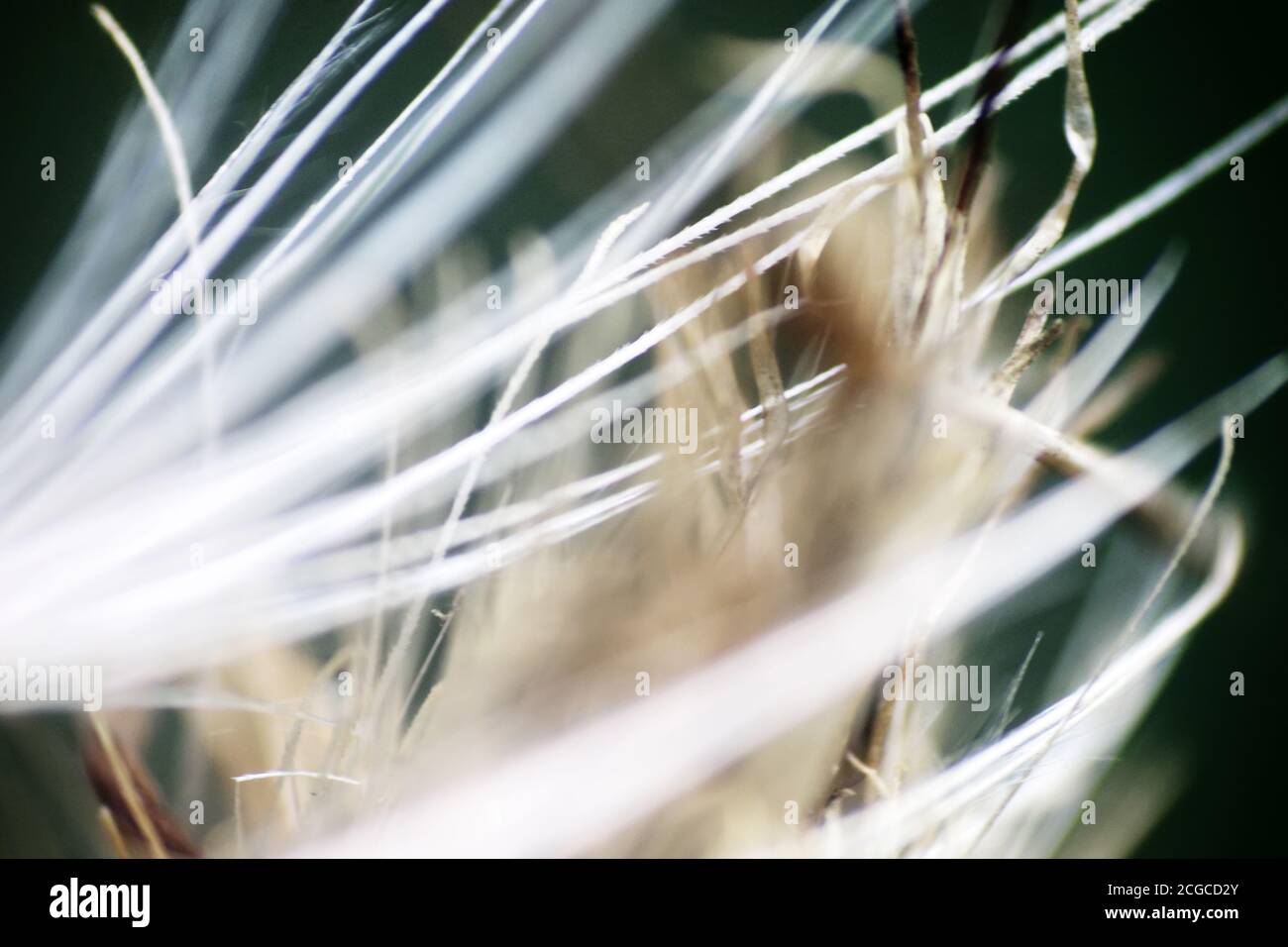 Pappus (fruits) plants look like delicate feathers, like Scorzonera ...