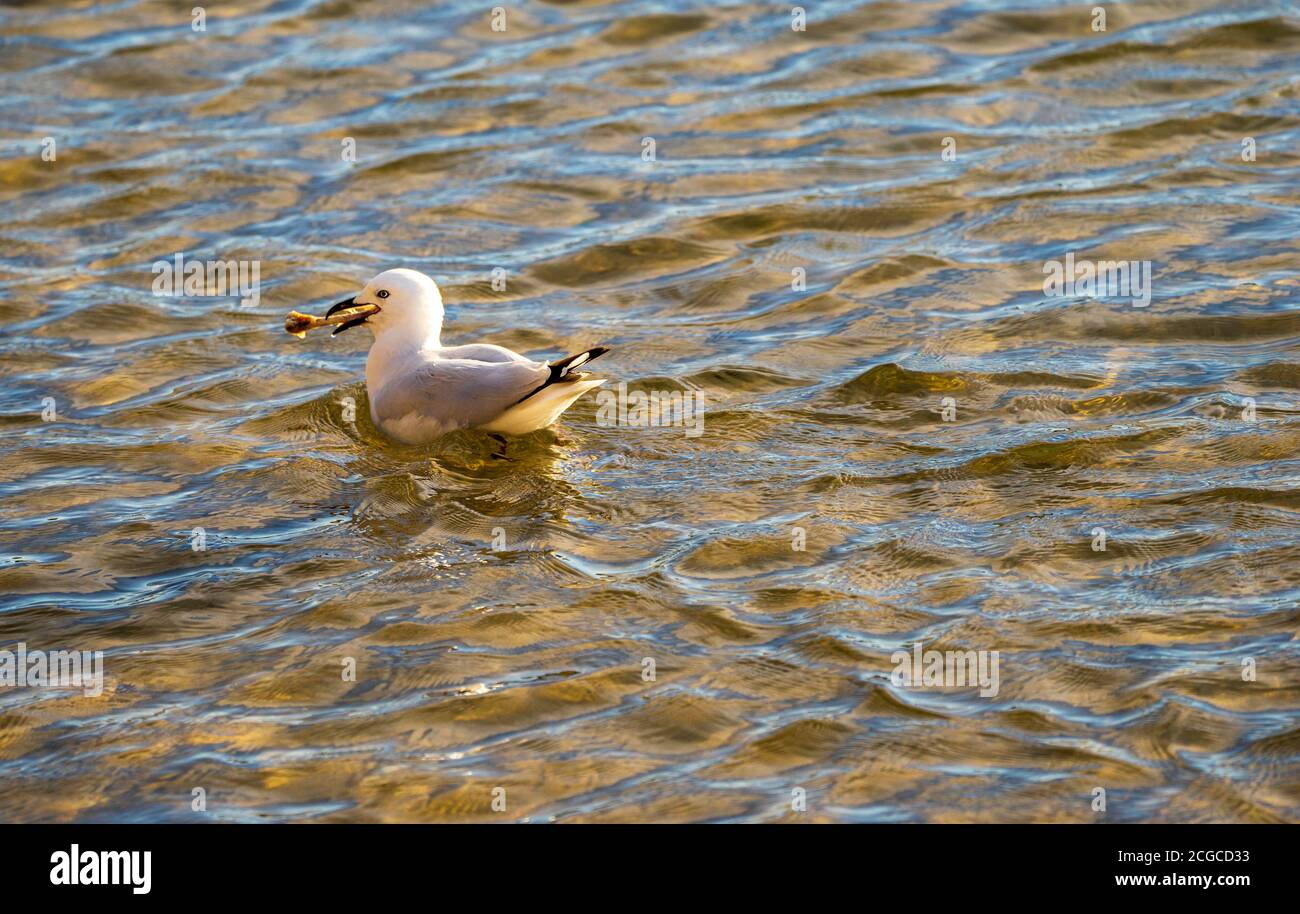 One seagull bird with chicken bone in beak floating on water on sunset ...