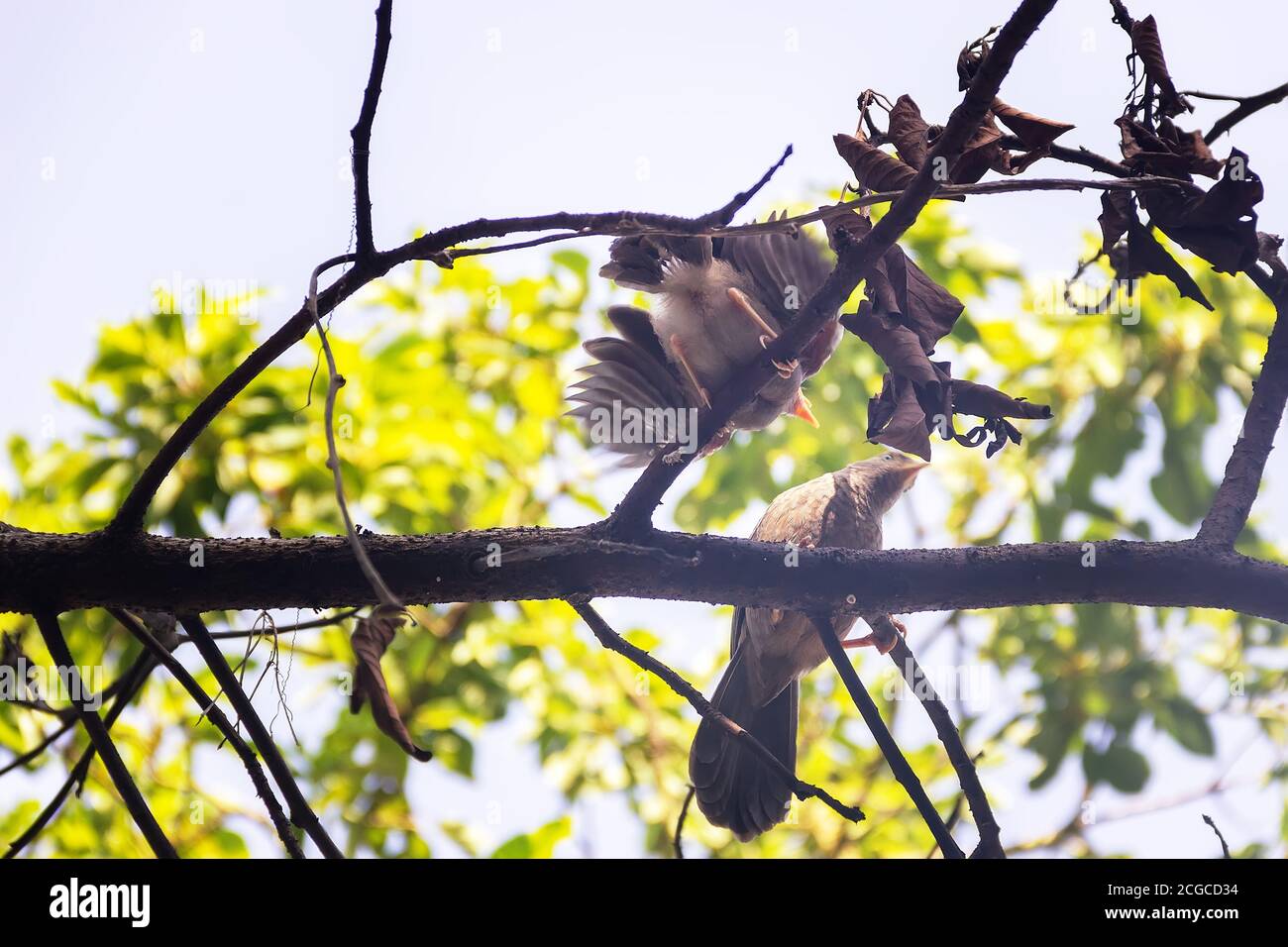 Ceylon Rufous Babbler (Turdoides rufescens) with fledgling beg for food ...
