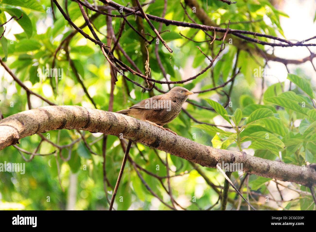 Ceylon Rufous Babbler (Turdoides rufescens) on a beautiful branch with ...