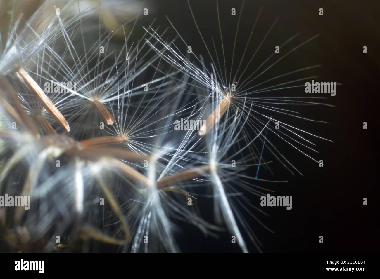 Vegetable feathers as bird fluff. Fluff of plants carry seeds in the ...