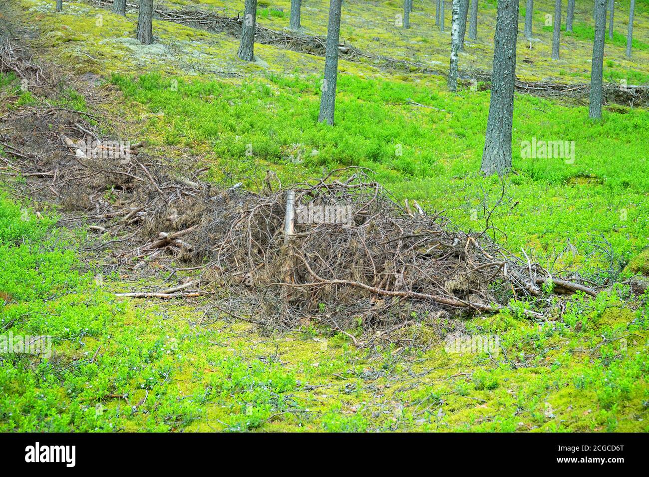 Remains of cutting,, logging waste in Northern boreal coniferous forest ...