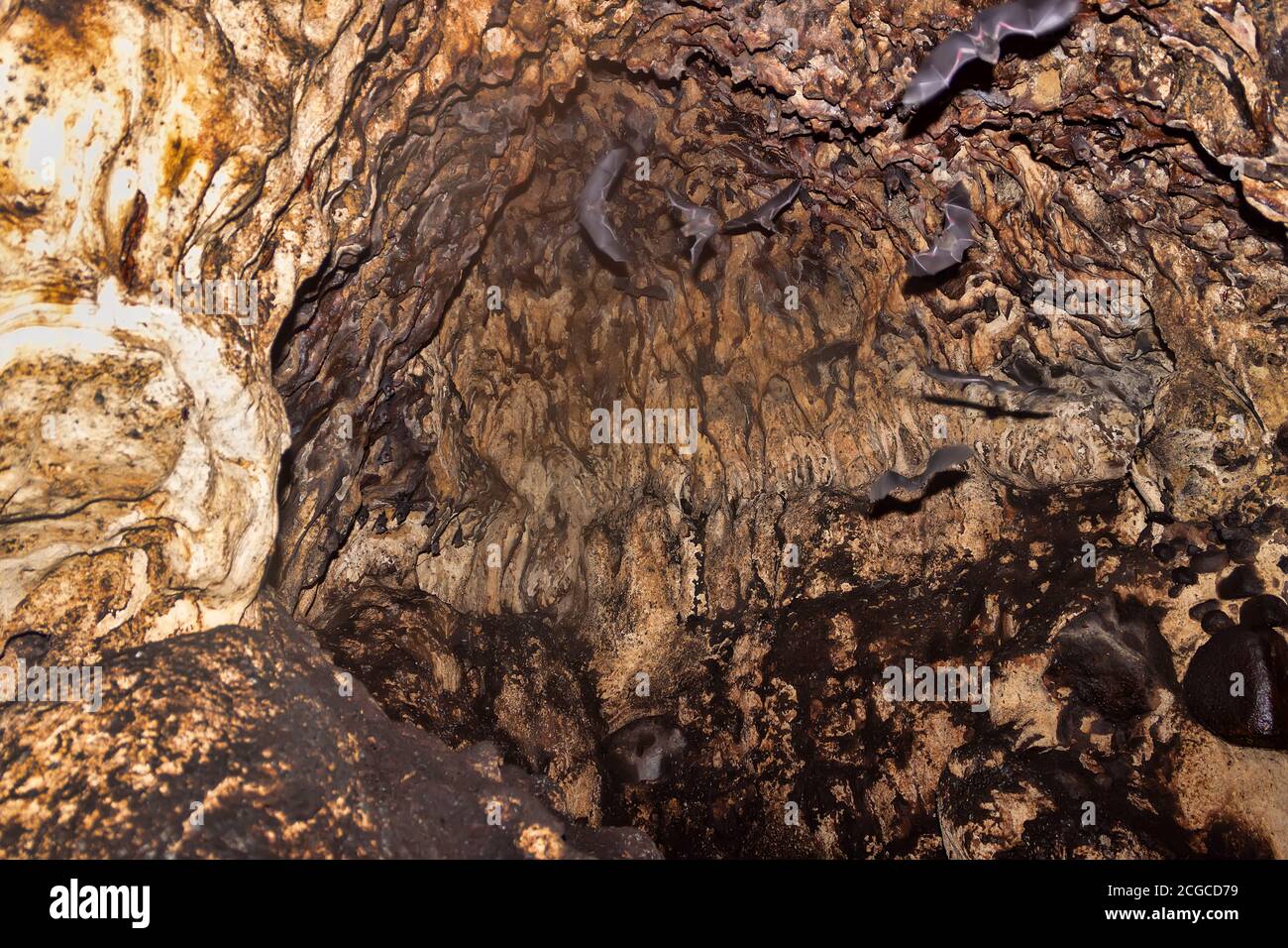 Tens of thousands of bats in huge caves in Southeast Asia. Animals hang ...